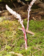 Mycotrophic wildflowers and rar