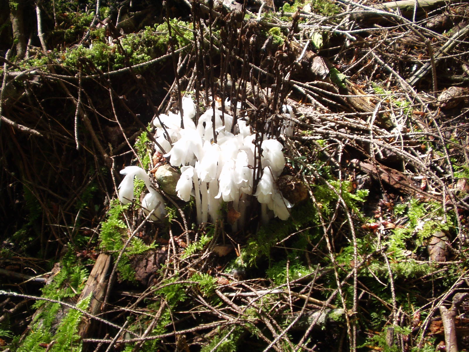 Mycotrophic wildflowers and rar