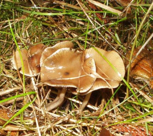 The Bluing Psilocybe