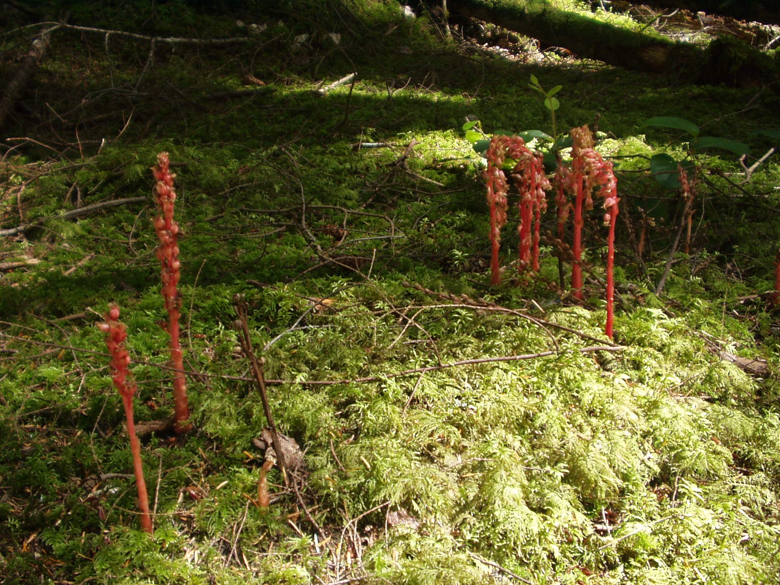 Mycotrophic wildflowers and rar